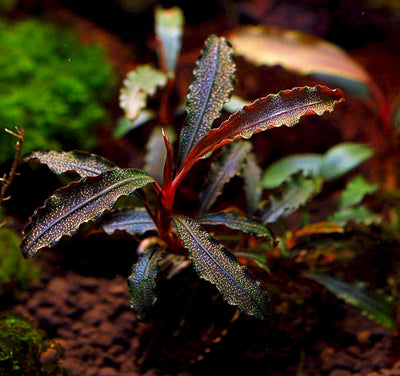 AquaLeaf Aquatics – Planted Aquariums – Aqua Leaf Aquatics
