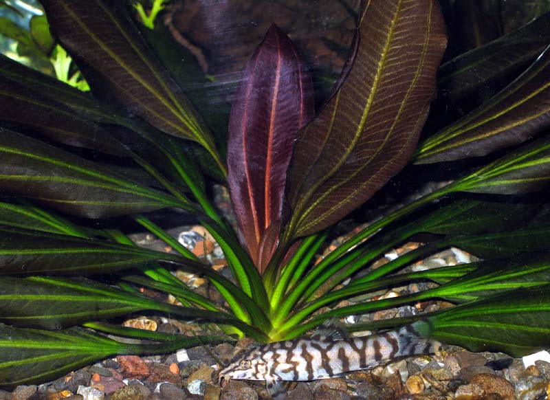 Sword Plants – AquaLeaf Aquatics – Aqua Leaf Aquatics